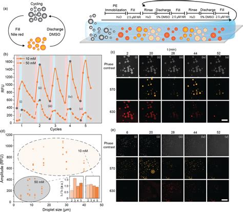 A Schematic Representation Of Time‐resolved Nr Uptake And Discharge Download Scientific