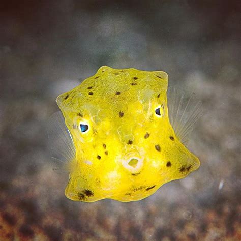 Juvenile Boxfish From Fujairah Uae