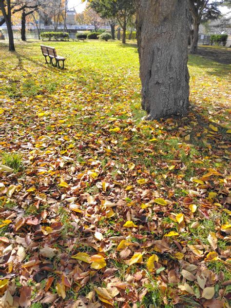 公園 By 猫と友達 （id：11455378） 写真共有サイトphotohito