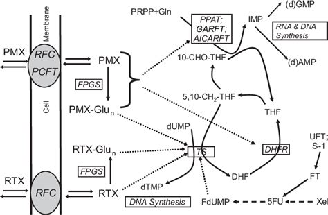 Figure 1 From Thymidylate Synthase Inhibitors For Thoracic Tumors