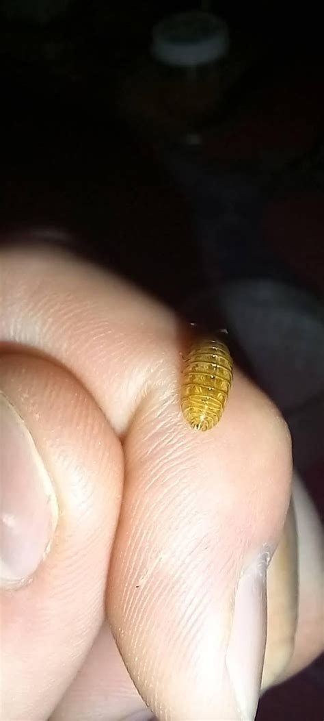 Wild Caught Mid Missouri Id Please Risopods