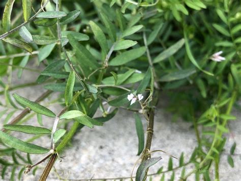 カラスノエンドウ花言葉と由来と特徴ピーピー笛と思い出お茶