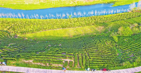 万亩茶园绿意盎然图片新闻河南省人民政府门户网站
