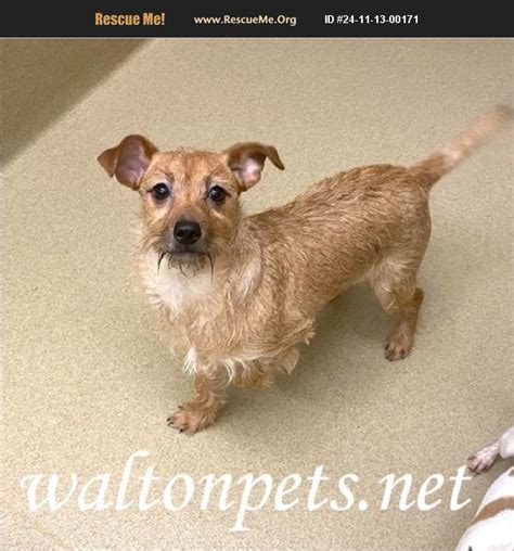 Adopt 24111300171 ~ Cairn Rescue ~ Monroe Ga