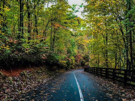 Empty Road Surrounded By Trees During Autumn Stock Photo Image Of