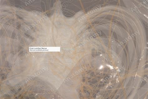 First Lumbar Nerve Right Complete Anatomy