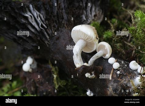 Asterophora Lycoperdoides Powdery Piggyback Or Powder Back Wild