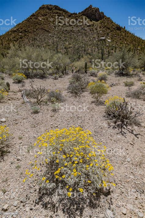 Encelia Farinosa 는 미국 남서부와 멕시코 북부의 일반적인 사막 관목입니다 소노 란 사막 애리조나 국화과 0명에