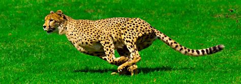 Theory And Practice Muscle Elasticity Pose Method