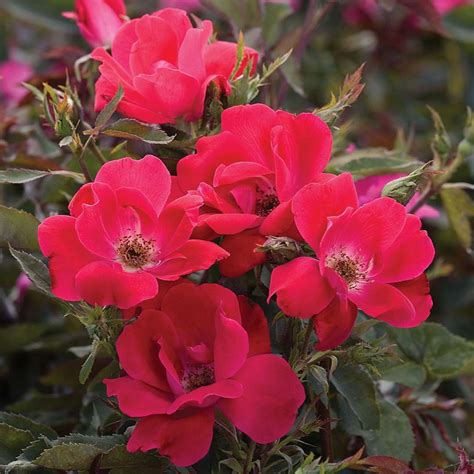 Knock Out Single Red Rose 2 Gallon Seed World
