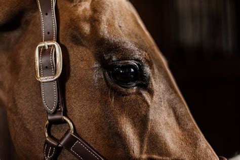 KENTUCKY ANATOMIC HALTER Anatomiczny kantar ze skóry syntetycznej dla
