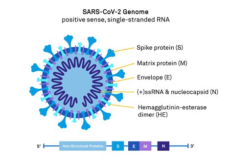 3base Technology And Reliable Detection Of Sars Cov 2 Variants