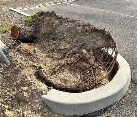 How To Prevent Tree Coffin Planting In Uk Vyvyan Evans Posted On The