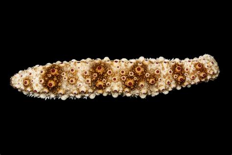 Holothuroidea François Michonneau Phd