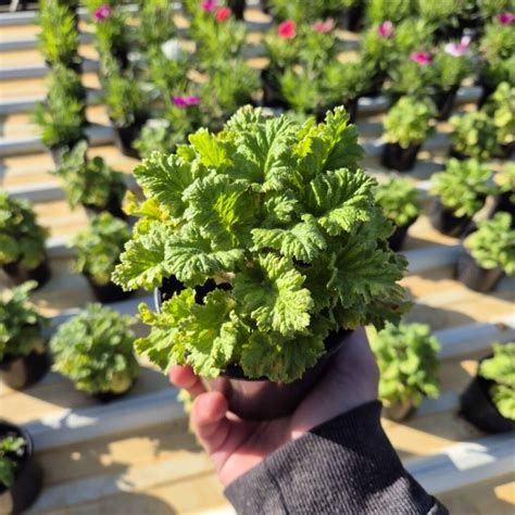 Primula Ruby 105mm Kingdom Wholesale Nursery