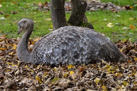 Darwins Rea Rhea Pennata Ook Bekend Als De Minste Reus Stock Afbeelding Image Of Park