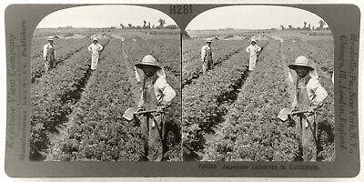 Keystone Stereoview Japanese Farm Workers California Rare History Set