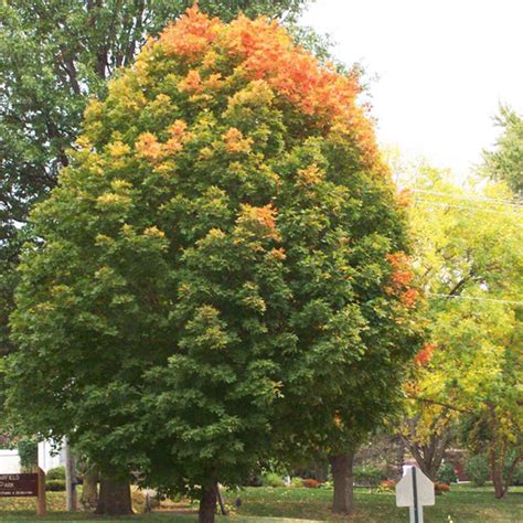 Maple Fall Fiesta® Sugar Earl May Garden Center