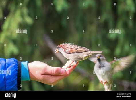 Der Junge Füttert Die Vögel Mit Samen Aus Seiner Hand Sperling Frisst
