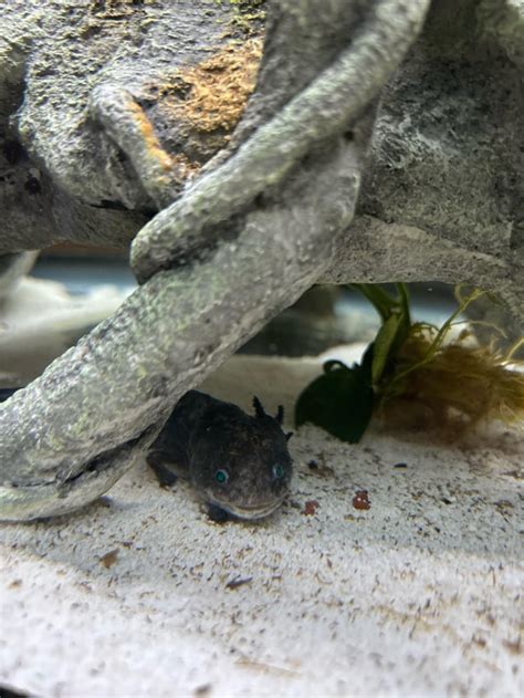 Please Help R Axolotl
