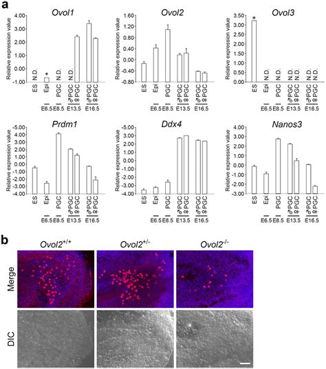 Ovol2 Is Expressed In Mouse PGCs And Is Required For Their Development