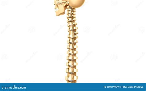 Human Cervical Spine Anatomy 3d Model Detailed View Of The Vertebrae And Neck Structure Royalty