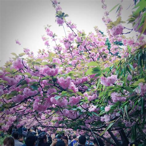 西安青龍寺櫻花正好 每日頭條