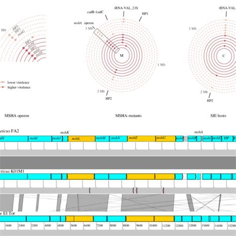 A Genetic Loci On Chromosome 1 Under Positive Selection As Indicated