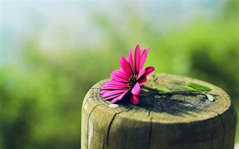 Wallpaper 1920x1200 Px Flowers Macro Nature 1920x1200 Wallhaven