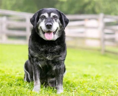 Simple Ways To Keep Your Senior Dog Healthy This Fall