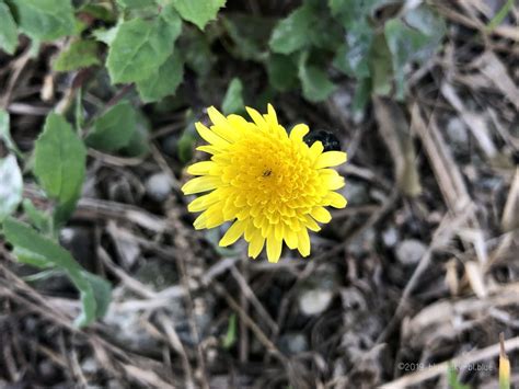 春の野の花・草花に黄色い花が多い理由受粉の仕方種類に関係ある