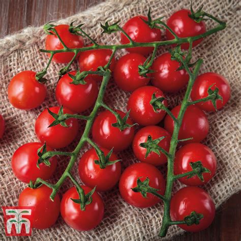 Tomato Sweet Success Seeds Thompson And Morgan