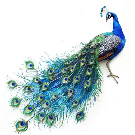 A Peacock With Peacock Feathers On It And A Drawing Of A Peacock Ai Generative Premium Ai