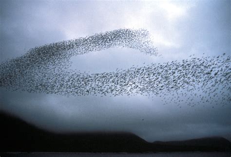 Moving Towards Self Adaptive Systems Machine Learning Based Auto