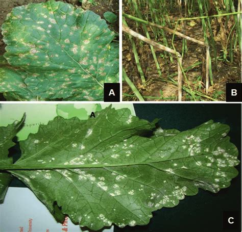 5 Important Diseases Of Oilseed Brassicas A Symptoms Of Alternaria