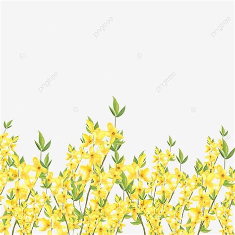 수채화 노란색 개나리 꽃 일러스트 테두리 소재 Pngtree