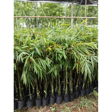 ไผ่กิมชุง หรือไผ่ตงลืมแล้งไผ่บงหวาน ต้นสูงปลูกง่าย Shopee Thailand