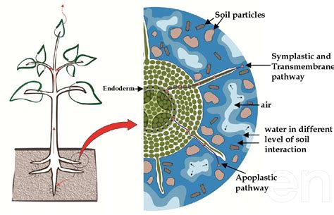 Mcq On Plant Water Relation Class 11for Neet Biologysir