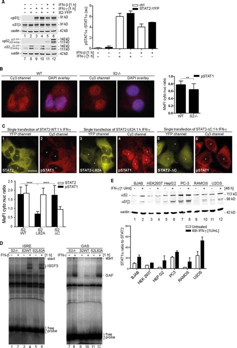 Stat2 Inhibits Nuclear Translocation And Dna Binding Of Ifn γ Activated Download Scientific