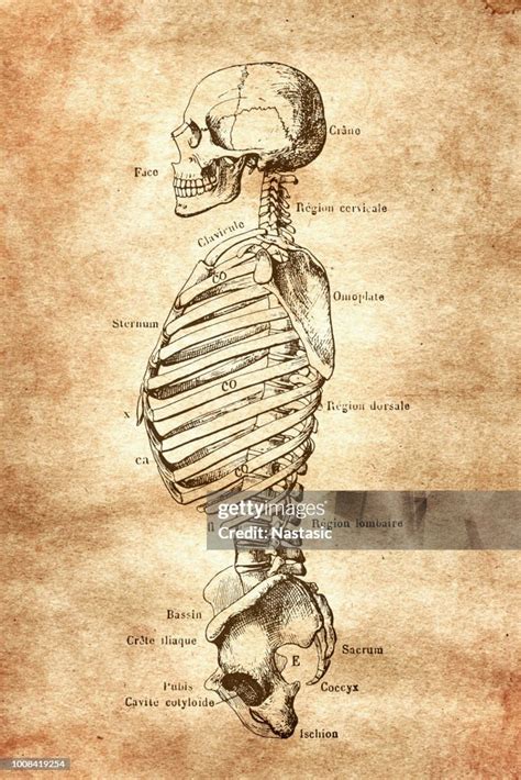 Skeleton Upper Part Side View High Res Vector Graphic Getty Images