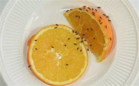 Як позбутися плодових мушок