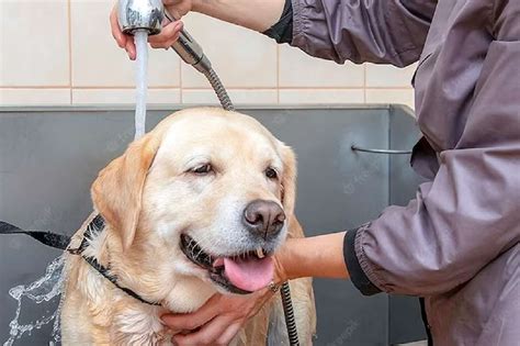 As Vantagens do Filtro Central FUSATI na Clínica Veterinária FUSATI