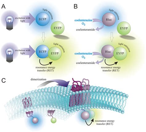 Resonance Energy Transfer Download Scientific Diagram