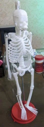 Laboratory Human Skeleton Model At 690 Piece Bone Set In Ambala ID 2851794458273
