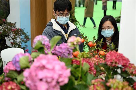 安徽合肥：“苗交会”引客来图片新闻中国政府网