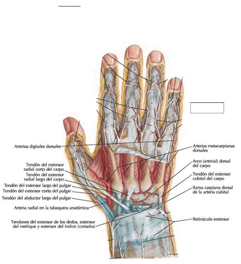 Partes Superiores Descubre La Anatomía Del Miembro Superior