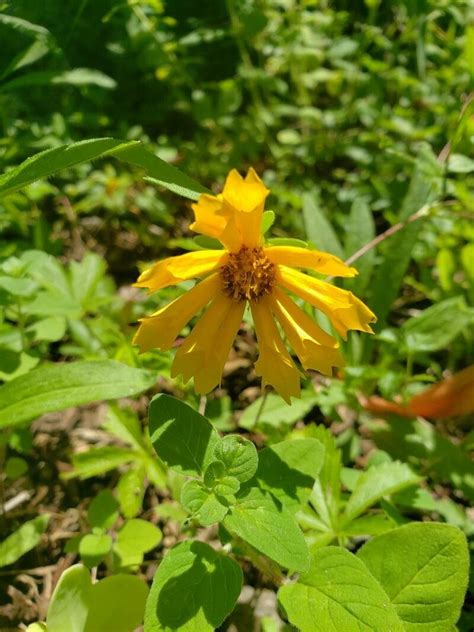 How To Grow Coreopsis Auriculata Earthone