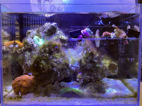 Treating Nuisance Algae With Fluconazole Pico Mixed Reef Reef2reef