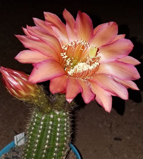 Prometheus Trichocereus Hybrid Bloom Gardening