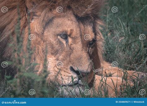 Close Up Side View Of A Furry Lion Laying In Grass Stock Image Image Of Habitat Mammal 254869671